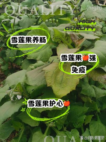 雪莲果的功效与禁忌_雪莲果怎么吃最好-第2张图片-山城妙识 雪莲果的功效与禁忌_雪莲果怎么吃最好-第2张图片-山城妙识