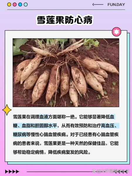 雪莲果的功效与禁忌_雪莲果怎么吃最好-第3张图片-山城妙识 雪莲果的功效与禁忌_雪莲果怎么吃最好-第3张图片-山城妙识