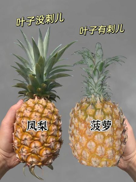 台湾凤梨和菠萝的区别_凤梨和菠萝哪个好吃-第2张图片-山城妙识 台湾凤梨和菠萝的区别_凤梨和菠萝哪个好吃-第2张图片-山城妙识