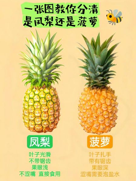 台湾凤梨和菠萝的区别_凤梨和菠萝哪个好吃-第1张图片-山城妙识 台湾凤梨和菠萝的区别_凤梨和菠萝哪个好吃-第1张图片-山城妙识