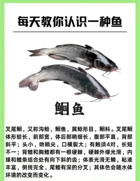 鮰鱼刺多吗_鮰鱼适合宝宝吃吗-第1张图片-山城妙识 鮰鱼刺多吗_鮰鱼适合宝宝吃吗-第1张图片-山城妙识