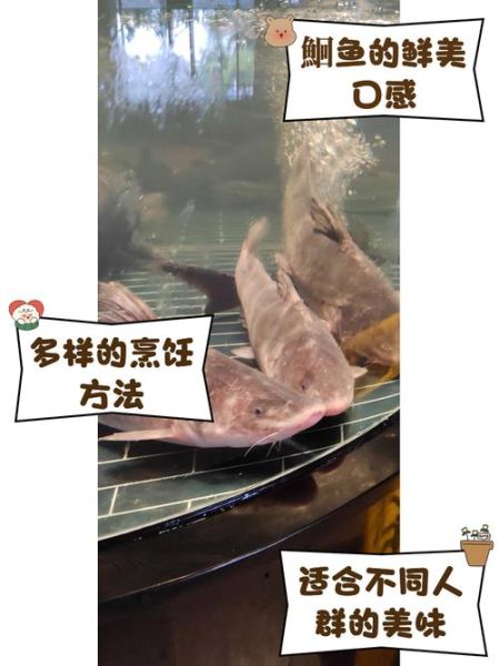 鮰鱼刺多吗_鮰鱼适合宝宝吃吗-第2张图片-山城妙识 鮰鱼刺多吗_鮰鱼适合宝宝吃吗-第2张图片-山城妙识