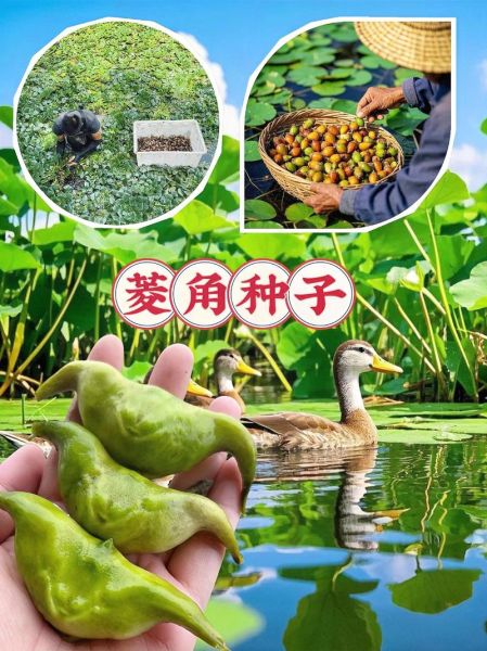 菱角怎么种_菱角种植技术视频教程-第3张图片-山城妙识 菱角怎么种_菱角种植技术视频教程-第3张图片-山城妙识