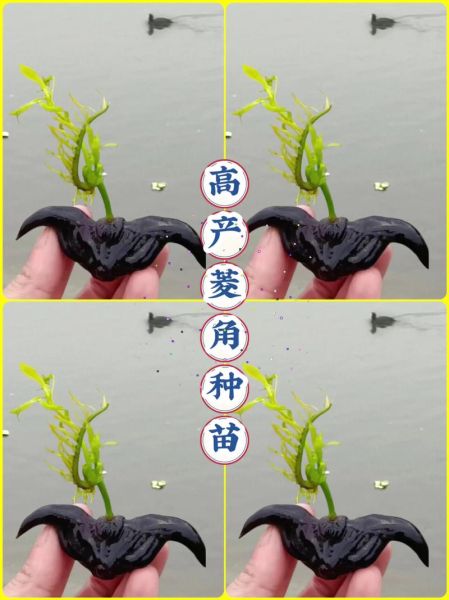 菱角怎么种_菱角种植技术视频教程-第2张图片-山城妙识 菱角怎么种_菱角种植技术视频教程-第2张图片-山城妙识
