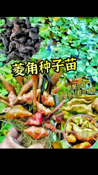 菱角怎么种_菱角种植技术视频教程-第1张图片-山城妙识 菱角怎么种_菱角种植技术视频教程-第1张图片-山城妙识