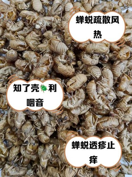蝉蜕怎么煮_蝉蜕煮多久才有效-第1张图片-山城妙识
