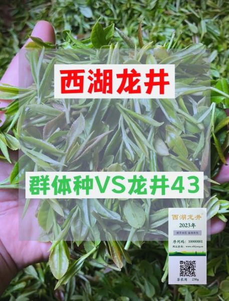 龙井茶有几个品种_龙井茶品种区别-第3张图片-山城妙识 龙井茶有几个品种_龙井茶品种区别-第3张图片-山城妙识
