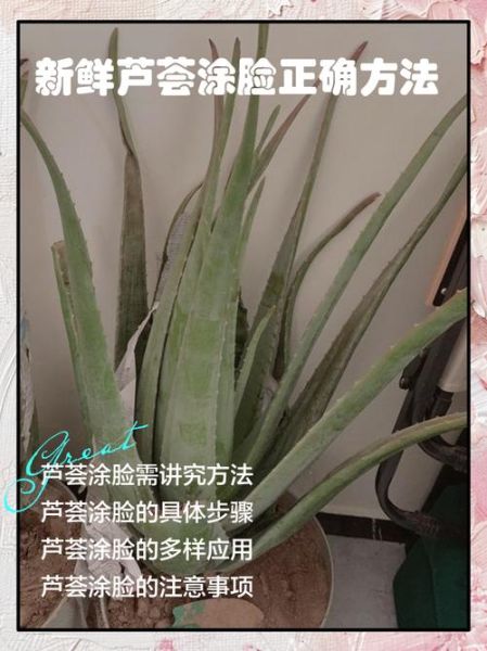 新鲜芦荟涂脸正确方法_芦荟胶可以直接涂脸吗-第2张图片-山城妙识 新鲜芦荟涂脸正确方法_芦荟胶可以直接涂脸吗-第2张图片-山城妙识