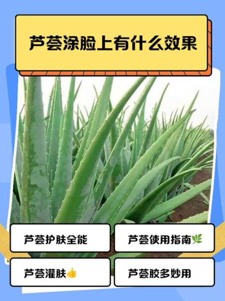 新鲜芦荟涂脸正确方法_芦荟胶可以直接涂脸吗-第1张图片-山城妙识 新鲜芦荟涂脸正确方法_芦荟胶可以直接涂脸吗-第1张图片-山城妙识