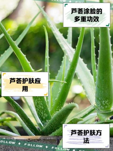 新鲜芦荟涂脸正确方法_芦荟胶可以直接涂脸吗-第3张图片-山城妙识 新鲜芦荟涂脸正确方法_芦荟胶可以直接涂脸吗-第3张图片-山城妙识