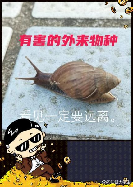 非洲大蜗牛天敌有哪些_如何防治非洲大蜗牛-第2张图片-山城妙识 非洲大蜗牛天敌有哪些_如何防治非洲大蜗牛-第2张图片-山城妙识