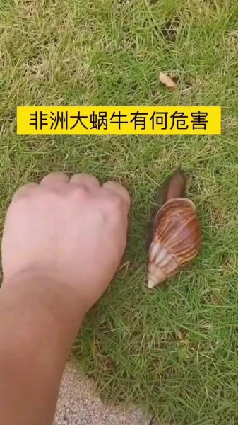 非洲大蜗牛天敌有哪些_如何防治非洲大蜗牛-第1张图片-山城妙识 非洲大蜗牛天敌有哪些_如何防治非洲大蜗牛-第1张图片-山城妙识