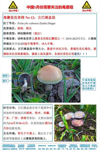 毒蘑菇之歌_如何辨别毒蘑菇-第3张图片-山城妙识 毒蘑菇之歌_如何辨别毒蘑菇-第3张图片-山城妙识