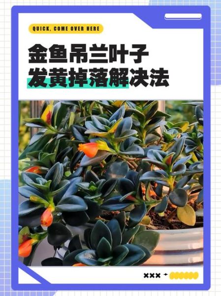 金鱼吊兰怎么养_金鱼吊兰叶子发黄怎么办-第1张图片-山城妙识 金鱼吊兰怎么养_金鱼吊兰叶子发黄怎么办-第1张图片-山城妙识