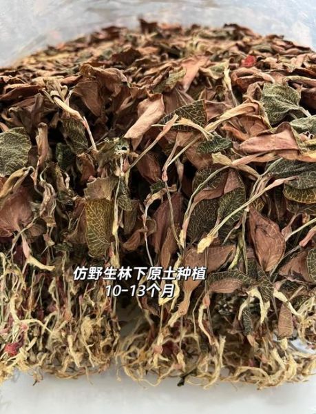金线莲价格多少钱一斤_金线莲为什么这么贵-第3张图片-山城妙识 金线莲价格多少钱一斤_金线莲为什么这么贵-第3张图片-山城妙识