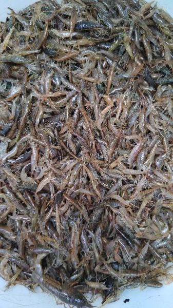 河虾图片大全哪里找_河虾高清图片怎么拍-第3张图片-山城妙识 河虾图片大全哪里找_河虾高清图片怎么拍-第3张图片-山城妙识