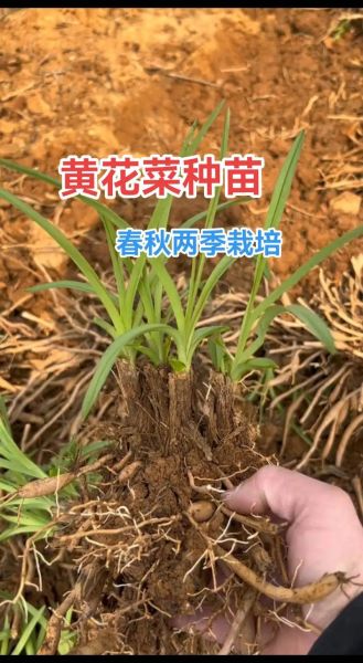黄花菜长什么样_黄花菜植物图片怎么识别-第1张图片-山城妙识 黄花菜长什么样_黄花菜植物图片怎么识别-第1张图片-山城妙识