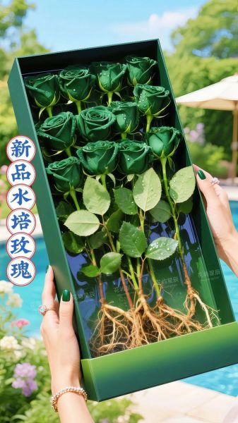玫瑰花怎么养水里_水培玫瑰能活多久-第3张图片-山城妙识 玫瑰花怎么养水里_水培玫瑰能活多久-第3张图片-山城妙识