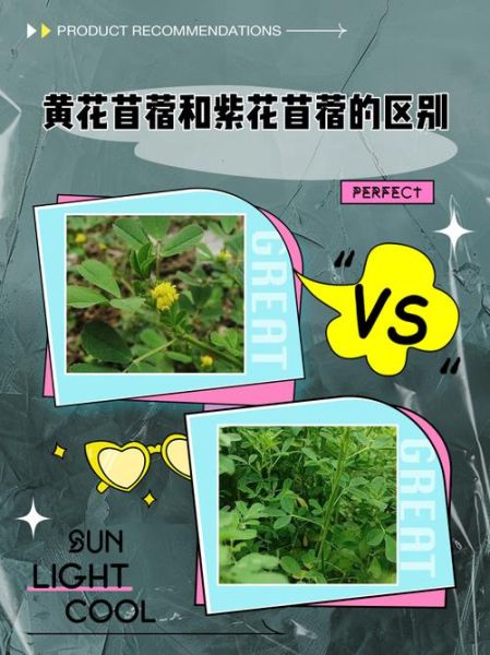 紫花苜蓿和苜蓿草一样吗_紫花苜蓿与苜蓿草区别-第1张图片-山城妙识 紫花苜蓿和苜蓿草一样吗_紫花苜蓿与苜蓿草区别-第1张图片-山城妙识