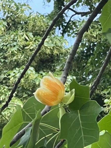 鹅掌楸是什么植物_鹅掌楸如何养护-第2张图片-山城妙识 鹅掌楸是什么植物_鹅掌楸如何养护-第2张图片-山城妙识
