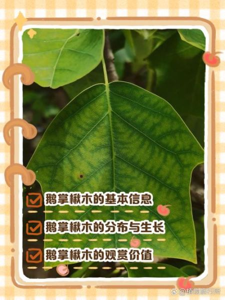 鹅掌楸是什么植物_鹅掌楸如何养护-第1张图片-山城妙识 鹅掌楸是什么植物_鹅掌楸如何养护-第1张图片-山城妙识