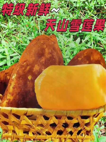 雪莲子长什么样_雪莲子外观特征-第1张图片-山城妙识