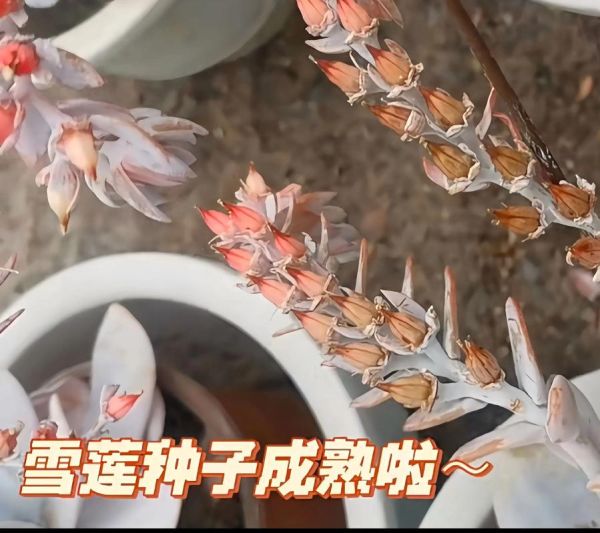 雪莲子长什么样_雪莲子外观特征-第3张图片-山城妙识