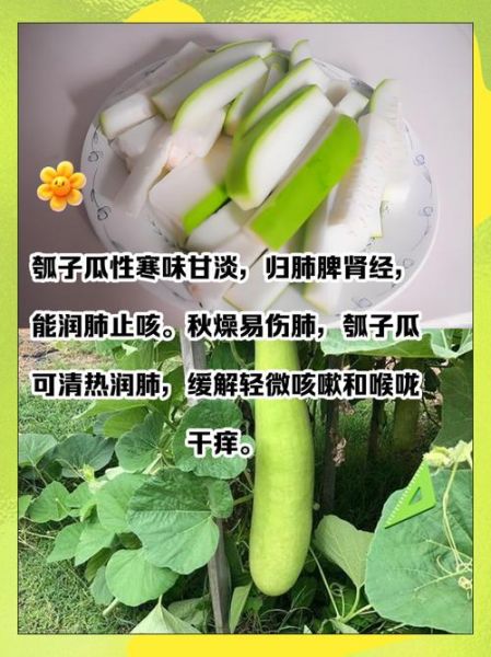 瓠子的功效与作用_瓠子什么人不能吃-第2张图片-山城妙识 瓠子的功效与作用_瓠子什么人不能吃-第2张图片-山城妙识