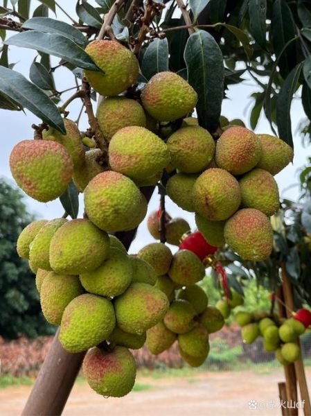 荔枝图片怎么拍好看_荔枝图片拍摄技巧-第3张图片-山城妙识 荔枝图片怎么拍好看_荔枝图片拍摄技巧-第3张图片-山城妙识