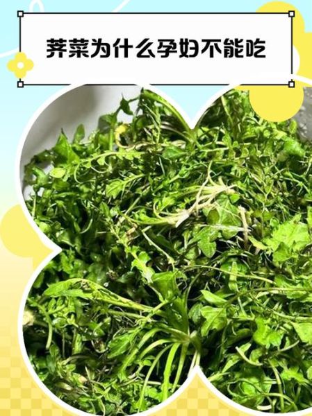 荠菜什么人不能吃_孕妇能吃荠菜吗-第2张图片-山城妙识