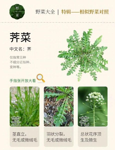 荠菜什么人不能吃_孕妇能吃荠菜吗-第3张图片-山城妙识