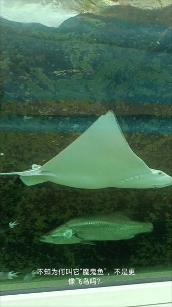 魔鬼鱼多少钱一斤_魔鬼鱼价格行情-第3张图片-山城妙识 魔鬼鱼多少钱一斤_魔鬼鱼价格行情-第3张图片-山城妙识