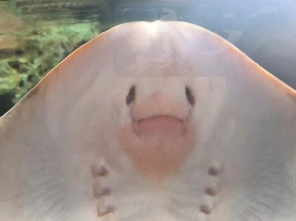 魔鬼鱼多少钱一斤_魔鬼鱼价格行情-第2张图片-山城妙识 魔鬼鱼多少钱一斤_魔鬼鱼价格行情-第2张图片-山城妙识