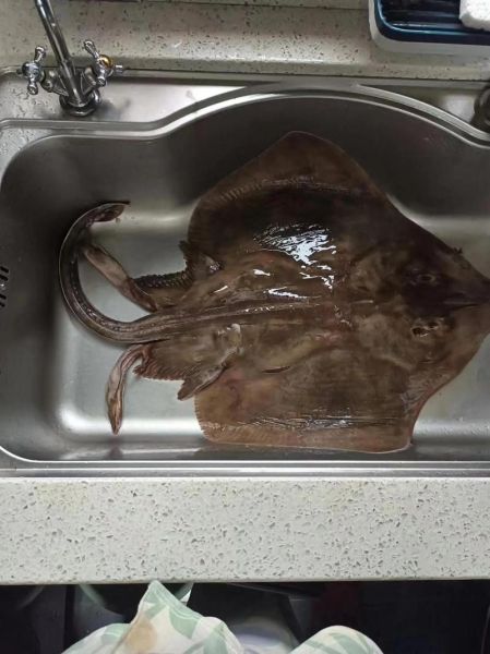 魔鬼鱼多少钱一斤_魔鬼鱼价格行情-第1张图片-山城妙识 魔鬼鱼多少钱一斤_魔鬼鱼价格行情-第1张图片-山城妙识