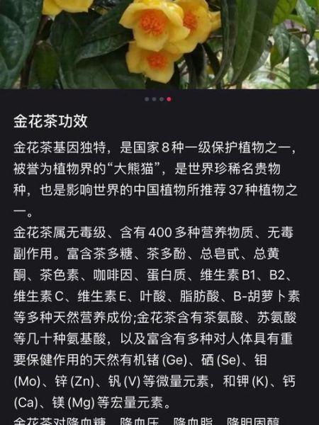 金花茶加枸杞有什么功效_金花茶枸杞泡水正确方法-第3张图片-山城妙识 金花茶加枸杞有什么功效_金花茶枸杞泡水正确方法-第3张图片-山城妙识