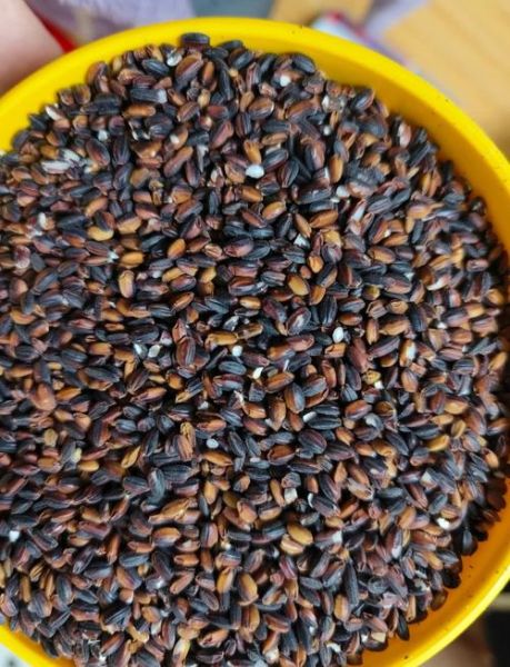 血糯米怎么煮_血糯米的功效与作用-第2张图片-山城妙识 血糯米怎么煮_血糯米的功效与作用-第2张图片-山城妙识