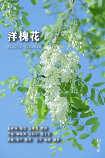 槐花树什么时候开花_槐花树怎么种植-第1张图片-山城妙识 槐花树什么时候开花_槐花树怎么种植-第1张图片-山城妙识