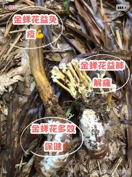 金蝉花有什么功效_金蝉花能提高免疫力吗-第1张图片-山城妙识 金蝉花有什么功效_金蝉花能提高免疫力吗-第1张图片-山城妙识
