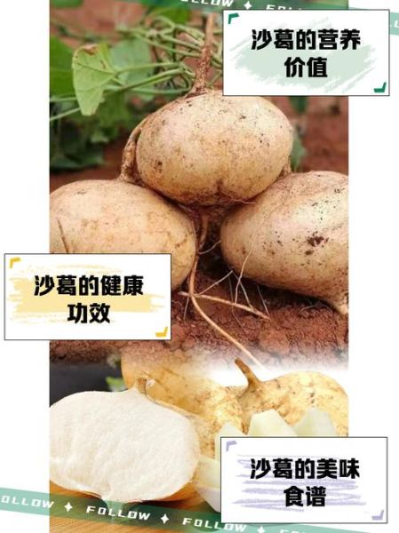 沙葛热量高吗_沙葛减肥能吃吗-第1张图片-山城妙识 沙葛热量高吗_沙葛减肥能吃吗-第1张图片-山城妙识