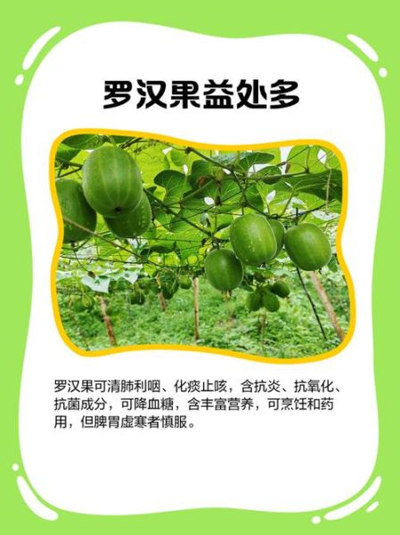 罗汉果多少钱一斤_罗汉果价格受哪些因素影响-第2张图片-山城妙识 罗汉果多少钱一斤_罗汉果价格受哪些因素影响-第2张图片-山城妙识