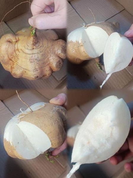 沙葛热量高吗_沙葛减肥能吃吗-第2张图片-山城妙识 沙葛热量高吗_沙葛减肥能吃吗-第2张图片-山城妙识