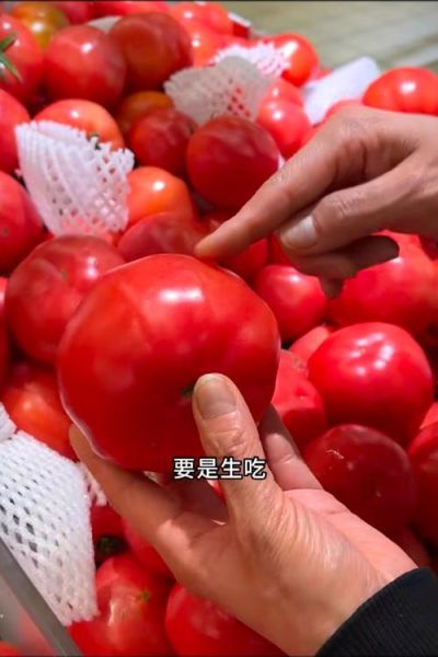 西红柿图片大全大图实物图片_西红柿怎么挑选最新鲜-第1张图片-山城妙识 西红柿图片大全大图实物图片_西红柿怎么挑选最新鲜-第1张图片-山城妙识