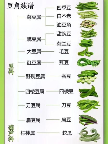 豆类大全名称有哪些_常见豆类品种怎么区分-第3张图片-山城妙识 豆类大全名称有哪些_常见豆类品种怎么区分-第3张图片-山城妙识