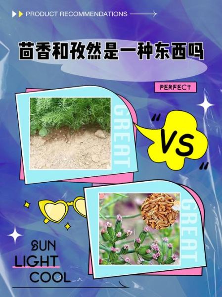 茴香菜和小茴香是一种东西吗_茴香菜和小茴香的区别-第2张图片-山城妙识 茴香菜和小茴香是一种东西吗_茴香菜和小茴香的区别-第2张图片-山城妙识