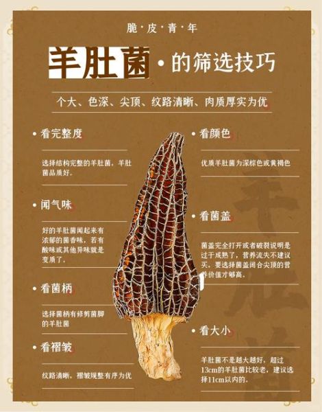羊肚菌营养价值高吗_羊肚菌有哪些营养成分-第1张图片-山城妙识 羊肚菌营养价值高吗_羊肚菌有哪些营养成分-第1张图片-山城妙识