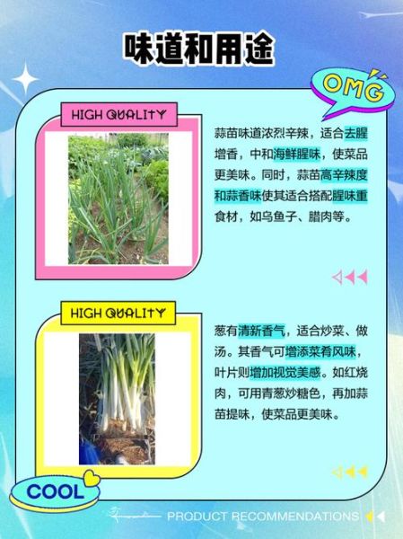 青蒜是葱还是蒜_青蒜和大蒜的区别-第1张图片-山城妙识 青蒜是葱还是蒜_青蒜和大蒜的区别-第1张图片-山城妙识