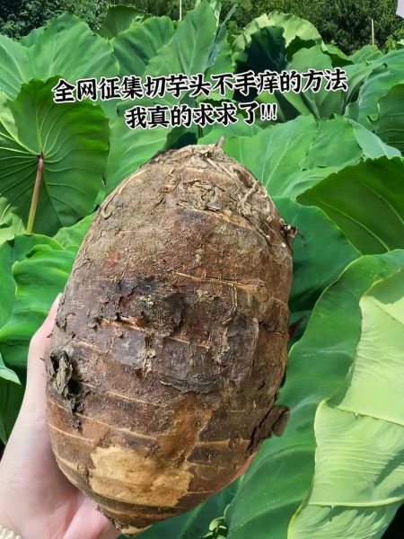 芋艿头怎么做好吃_芋艿头去皮手痒怎么办-第3张图片-山城妙识 芋艿头怎么做好吃_芋艿头去皮手痒怎么办-第3张图片-山城妙识