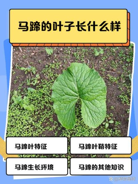 马蹄叶子长什么样_马蹄叶子图片特征-第1张图片-山城妙识 马蹄叶子长什么样_马蹄叶子图片特征-第1张图片-山城妙识