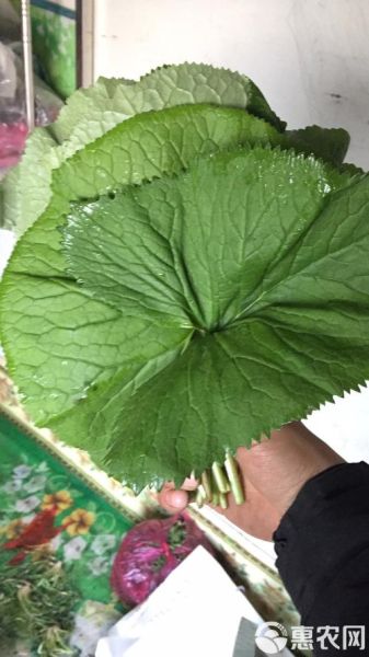 马蹄叶子长什么样_马蹄叶子图片特征-第2张图片-山城妙识 马蹄叶子长什么样_马蹄叶子图片特征-第2张图片-山城妙识