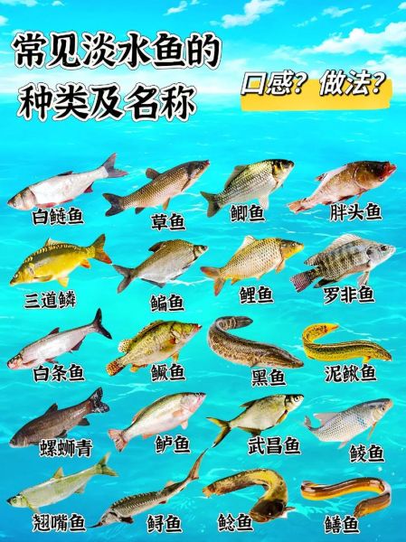 淡水鱼种类有哪些_海水鱼分类大全-第1张图片-山城妙识 淡水鱼种类有哪些_海水鱼分类大全-第1张图片-山城妙识